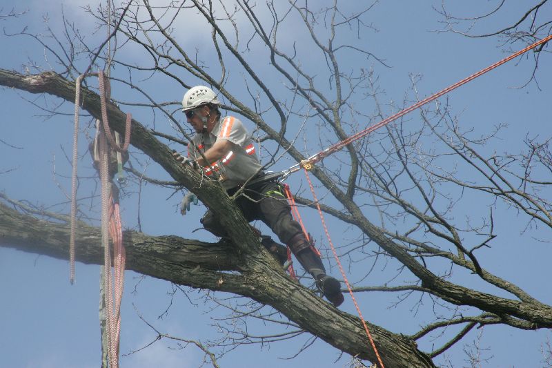 blogpic – Kramer Tree Specialists