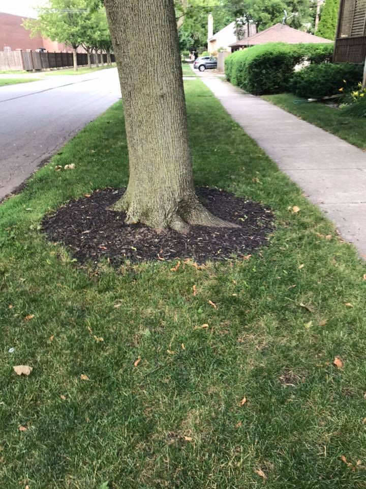 Integrated Pest Management – Kramer Tree Specialists