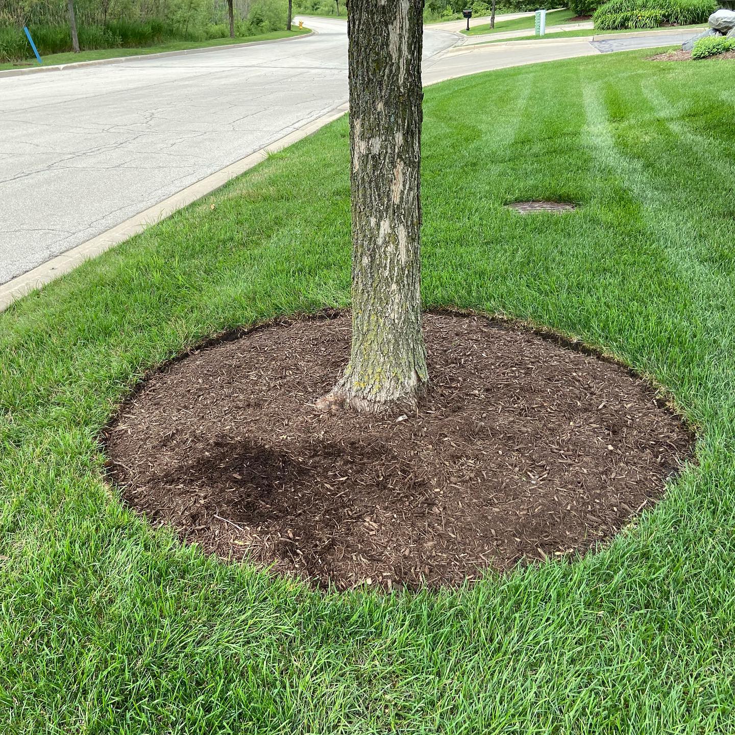 Proper Mulch – Kramer Tree Specialists