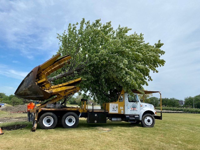 Tree Spade Planting 2022 – Kramer Tree Specialists