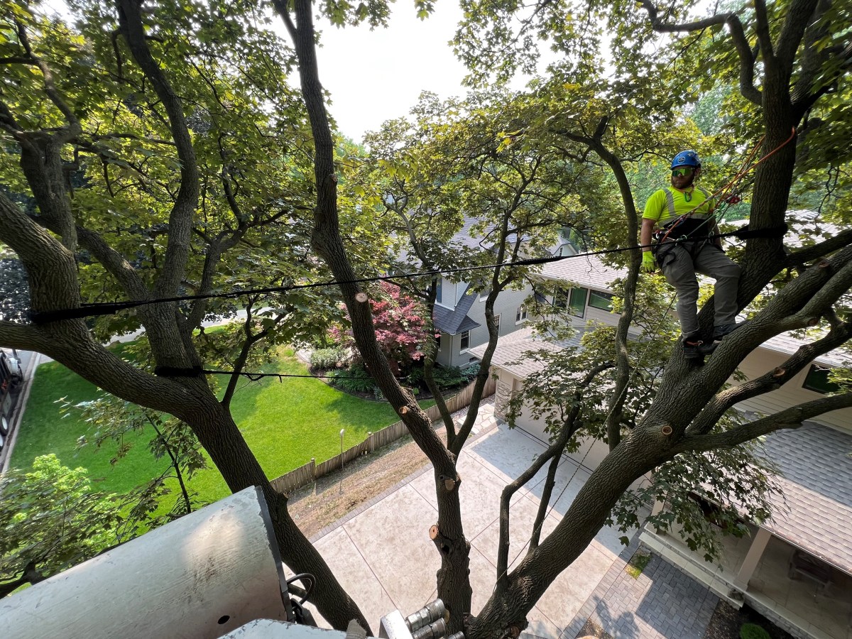 Tree Support Systems Dynamic Vs Static Cabling Systems Kramer Tree