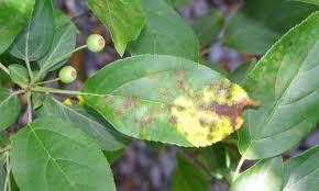 Apple Scab – What’s wrong with my Crabapple tree? – Kramer Tree Specialists